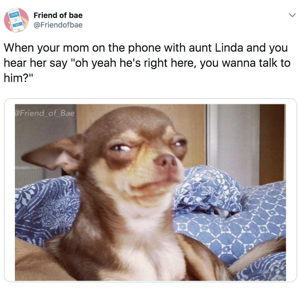 100 Chihuahua Memes That'll Make You Laugh Harder Than You Should