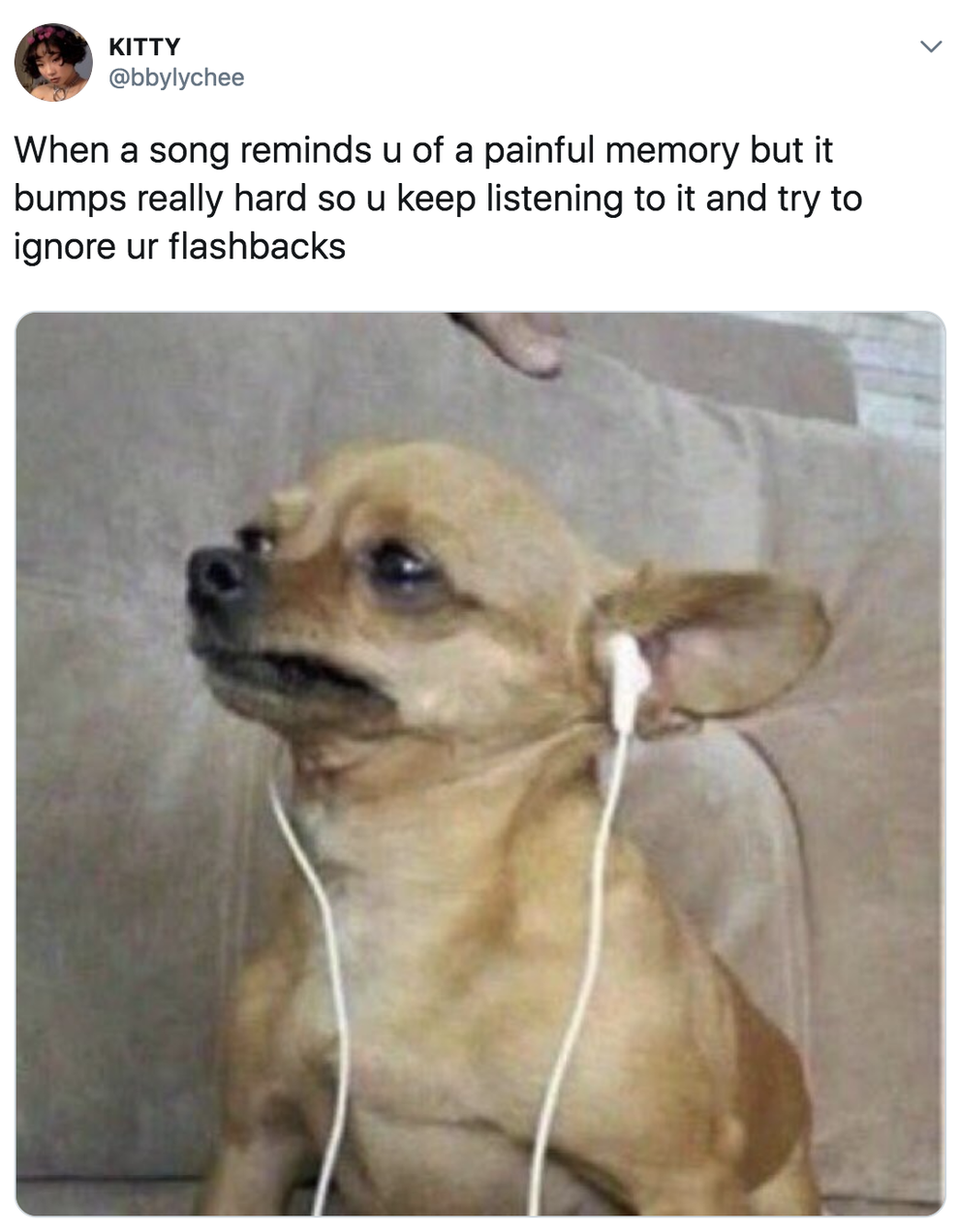 100 Chihuahua Memes That'll Make You Laugh Harder Than You Should