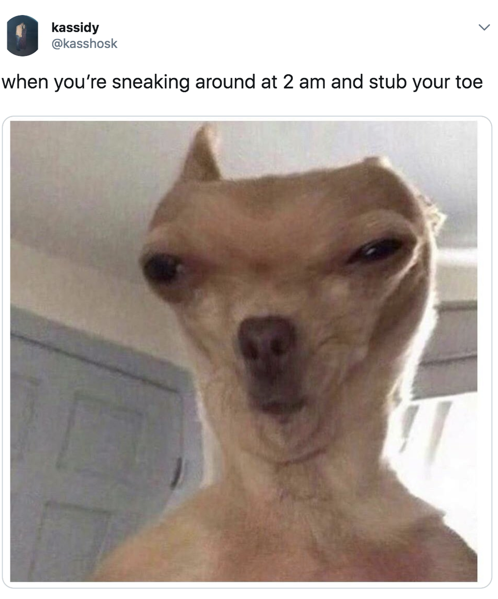 100 Chihuahua Memes That'll Make You Laugh Harder Than You Should