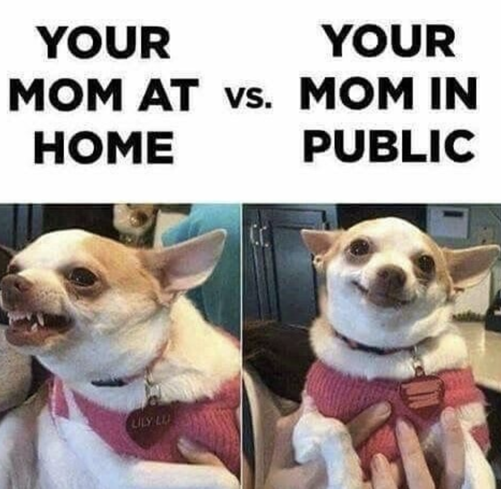 100 Chihuahua Memes That'll Make You Laugh Harder Than You Should