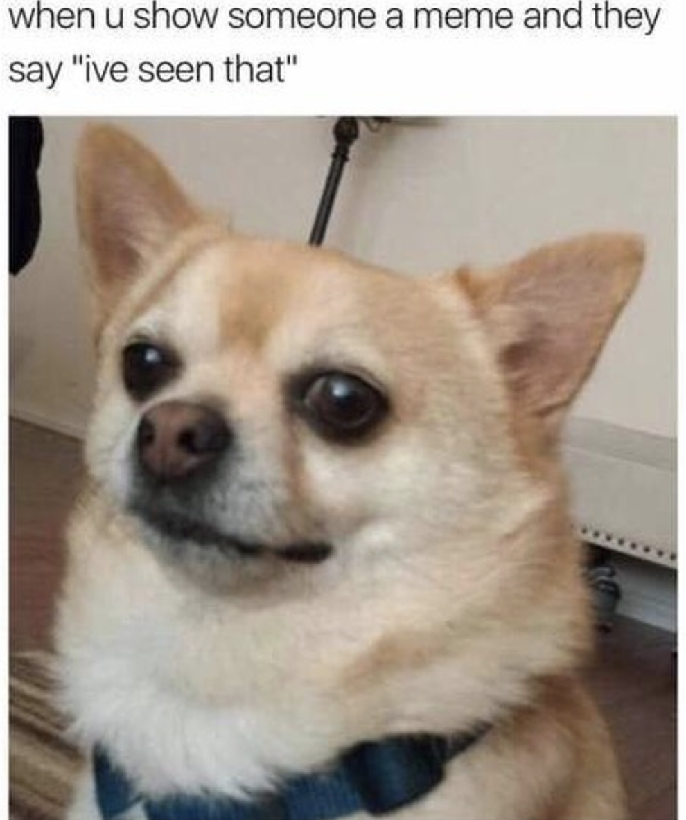 100 Chihuahua Memes That'll Make You Laugh Harder Than You Should