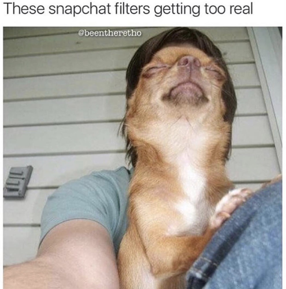 100 Chihuahua Memes That'll Make You Laugh Harder Than You Should