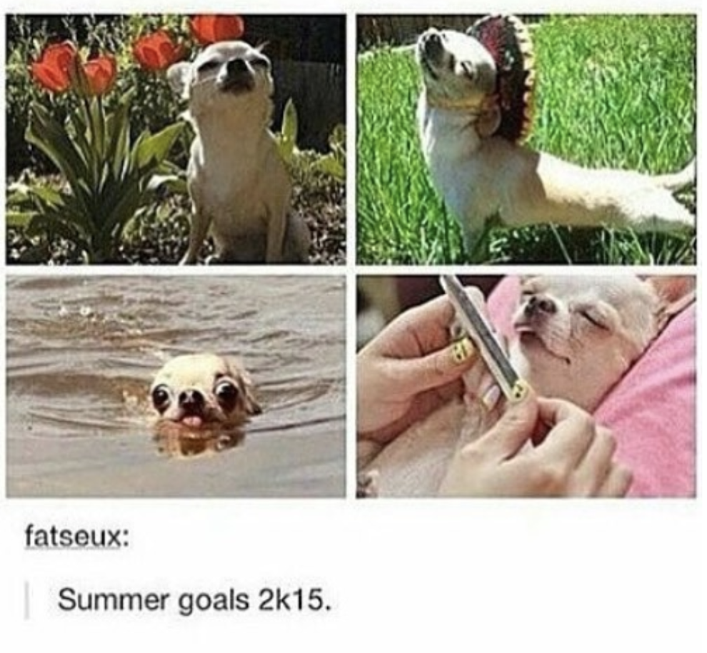 100 Chihuahua Memes That'll Make You Laugh Harder Than You Should