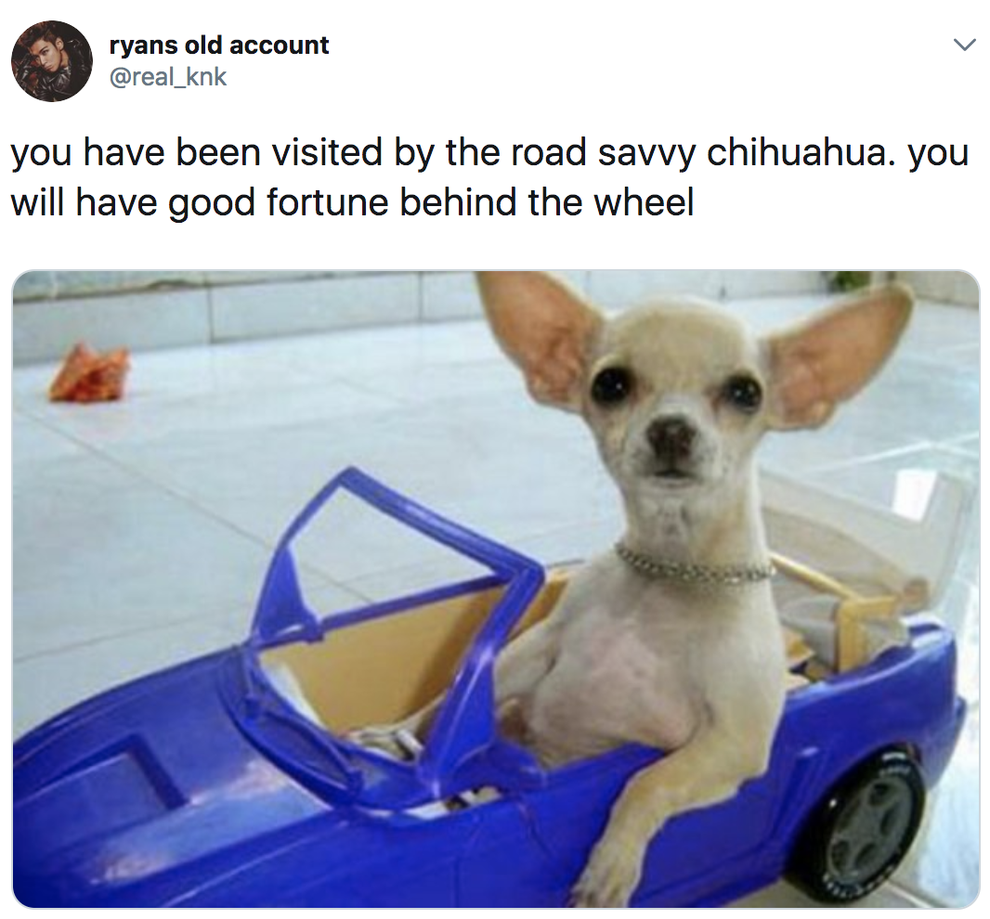 100 Chihuahua Memes That'll Make You Laugh Harder Than You Should