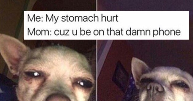 100 Chihuahua Memes That'll Make You Laugh Harder Than You Should