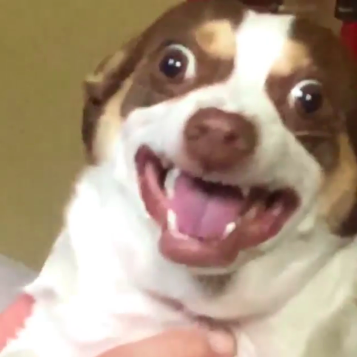 This Cranky Dog Is A New ~Memeaphor~ For All Of Our Emotional Instability