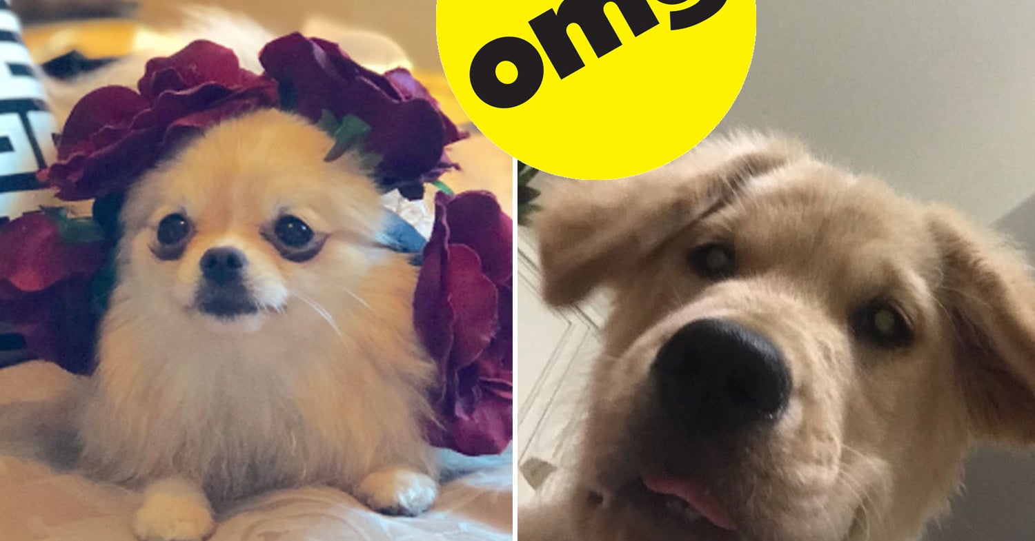 Here Are Some Good As HECK Doggo Posts From This Week