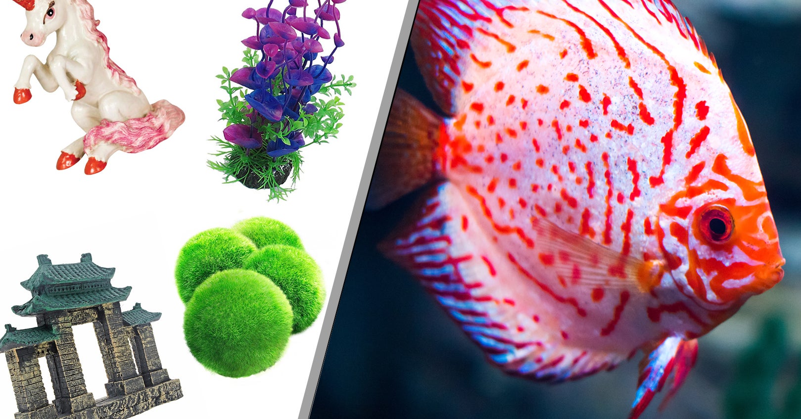 Build A Fish Tank And We’ll Reveal What Kind Of Fish You Should Get