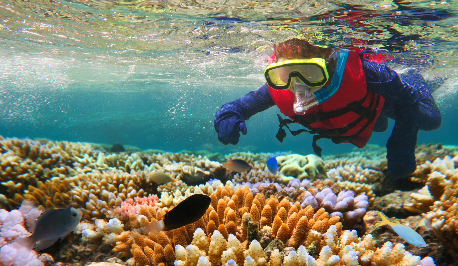 Here's Why Labor Wants The Great Barrier Reef Foundation To Give Back A ...
