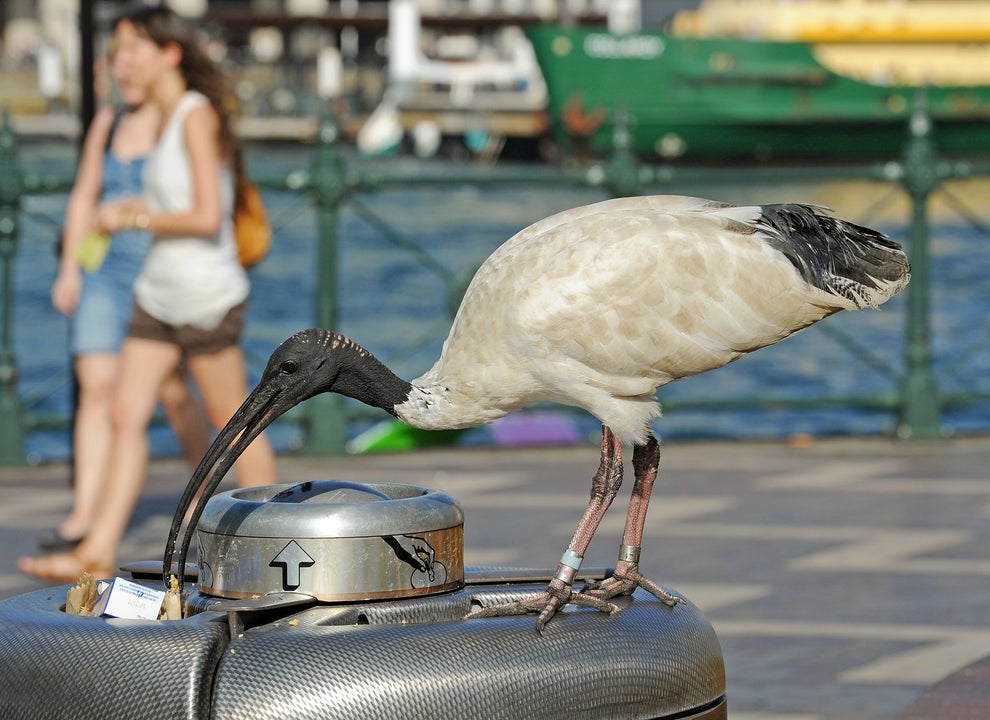 Birds In Australia Ranked From Most Awful To Truly The Most Awful By Me ...