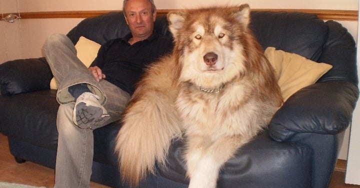 18 Dogs That Look Freakishly Human