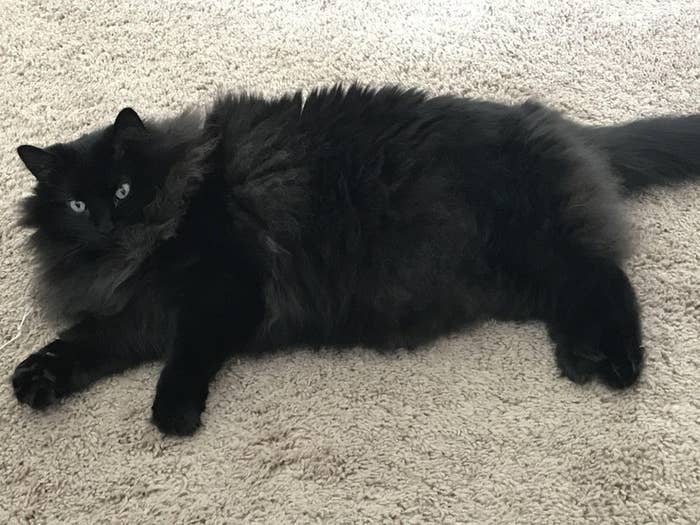 Pin by Alex Gardener on Animals :3 | Fluffy black cat, Cute black cats ...
