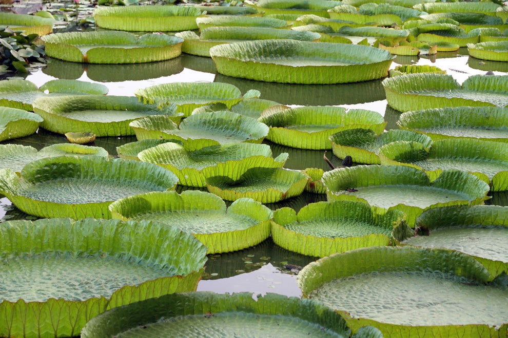 17 Miraculous Plants That Prove Nature Is Totally Awesome
