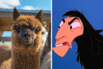 Cartoon Llamas From Movies