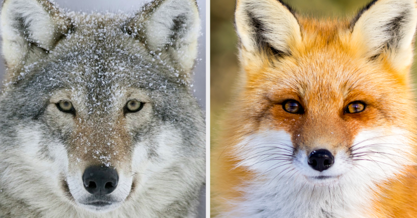 Quiz: Everyone Is A Combo Of Two Wild Animals — Here Are Yours