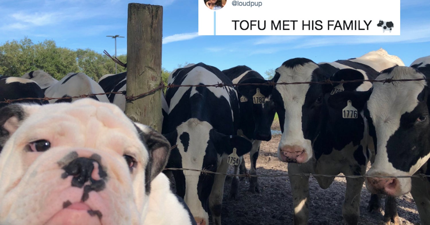 14 Very, Very, VERY Goob Dog Posts From This Week