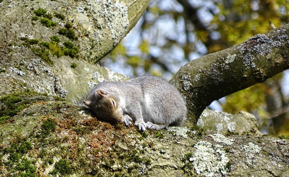 27 Photos Of Sleeping Animals Because We've All Had A Long And ...
