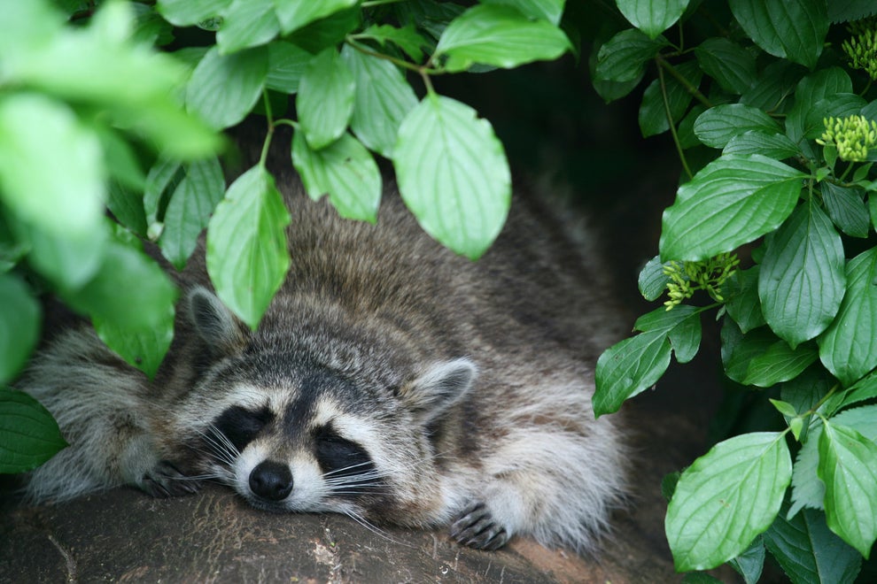 27 Photos Of Sleeping Animals Because We've All Had A Long And ...