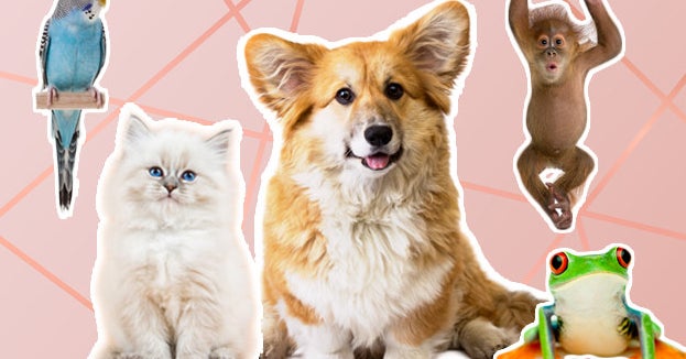 The BuzzFeed Animals Club Is Probably The Cutest Facebook Group Ever