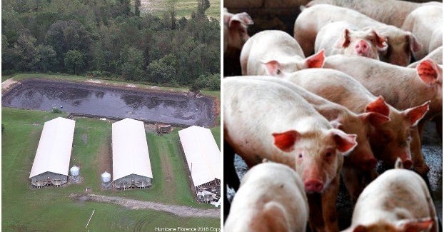 Hurricane Florence Has Caused Hog Poop Lagoons To Breach And Overflow