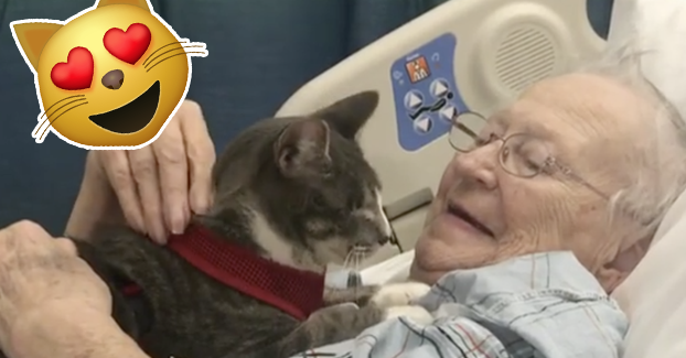 This Kitty Visiting An Elderly Woman In The Hospital Is Guaranteed To ...