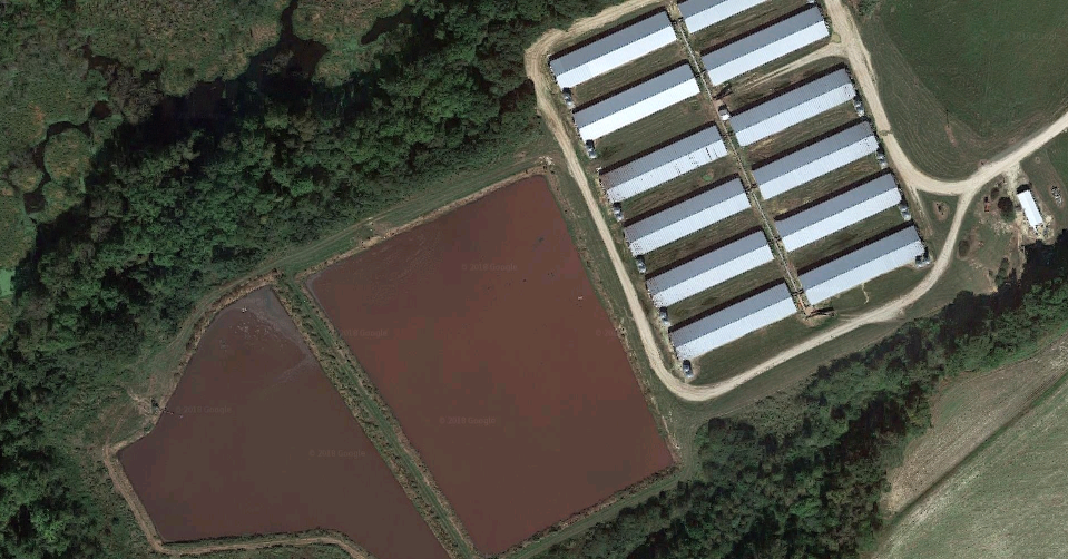 Overflowing Lagoons Of Hog Poop Could Make People Sick And Kill Fish