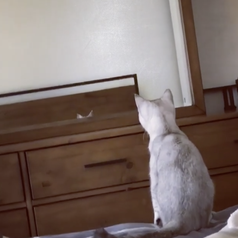 This Cat Discovering It Has Ears Will Make You Say, "AWWWWWWWWW!!"