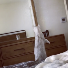 This Cat Discovering It Has Ears Will Make You Say, "AWWWWWWWWW!!"