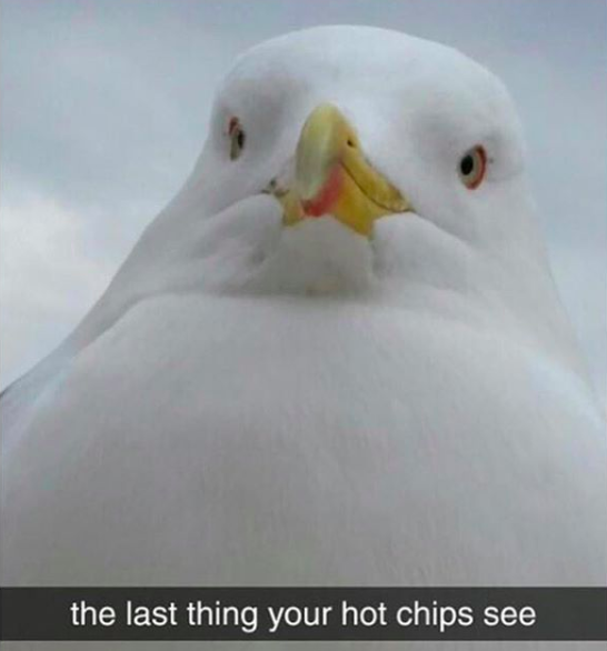 Literally Just 27 Hilarious Memes About Australian Food