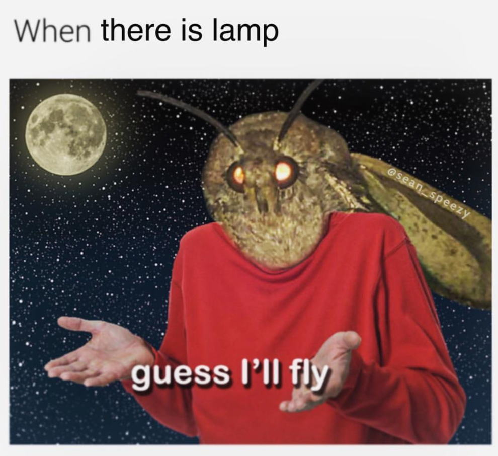 Moth Memes Are Here And They Are Hilarious