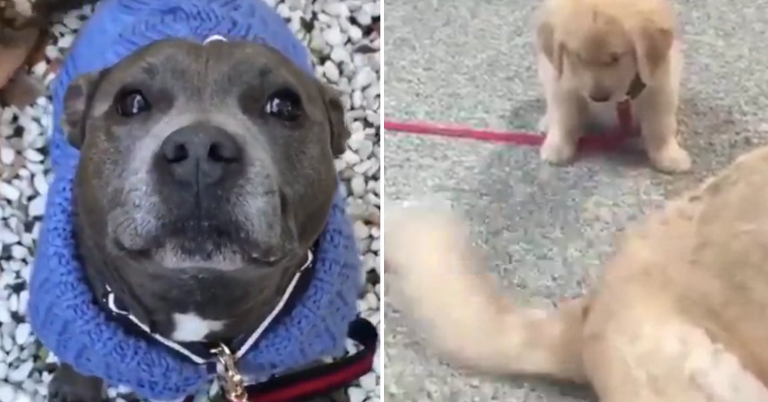 Here Are The Very Best Doggo Posts From This WHOLE MONTH!!!