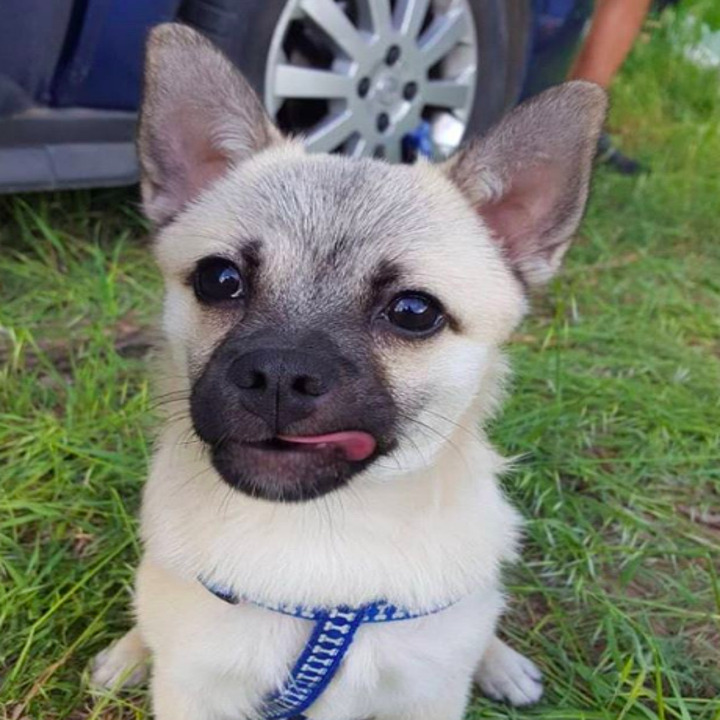 18 Pug Mixes That You'll Wanna Squeeeeeeeeeesh