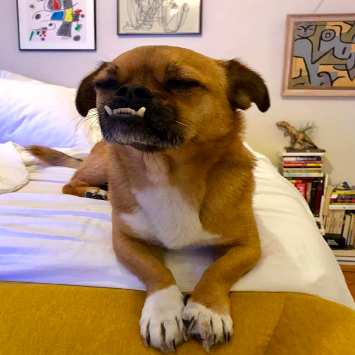 18 Pug Mixes That You'll Wanna Squeeeeeeeeeesh