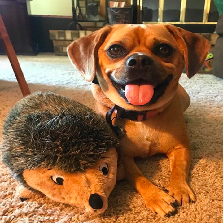 18 Pug Mixes That You'll Wanna Squeeeeeeeeeesh