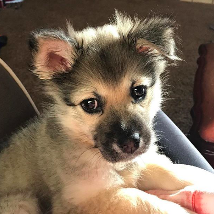 18 Pug Mixes That You'll Wanna Squeeeeeeeeeesh