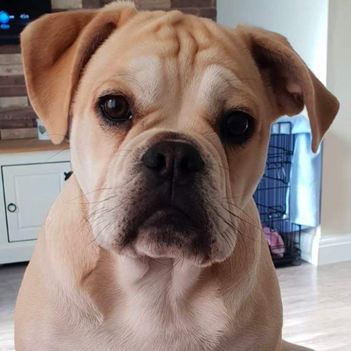 18 Pug Mixes That You'll Wanna Squeeeeeeeeeesh