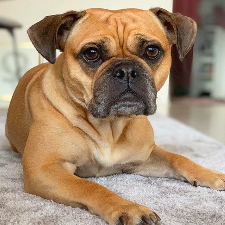 18 Pug Mixes That You'll Wanna Squeeeeeeeeeesh