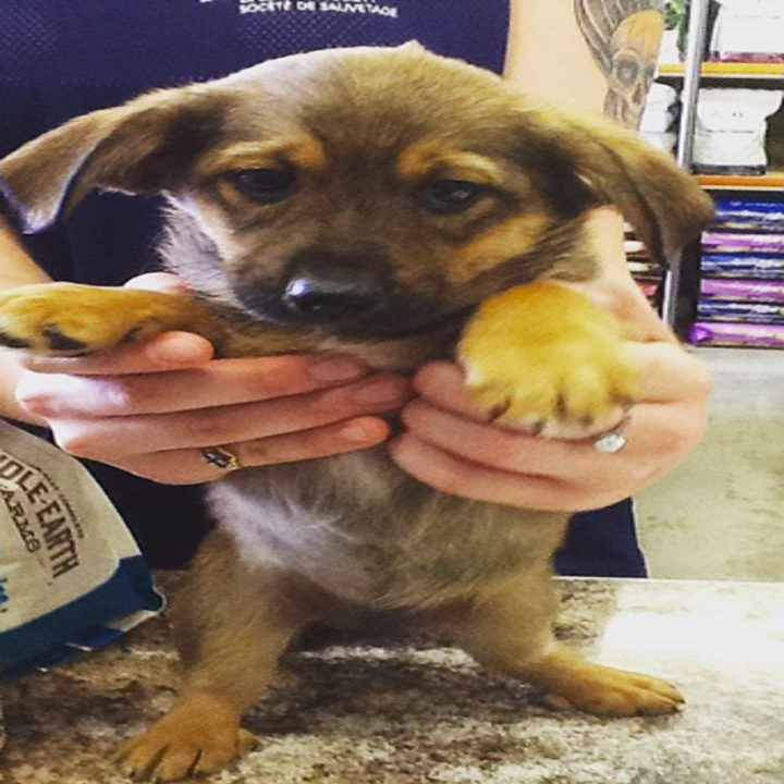 18 Pug Mixes That You'll Wanna Squeeeeeeeeeesh