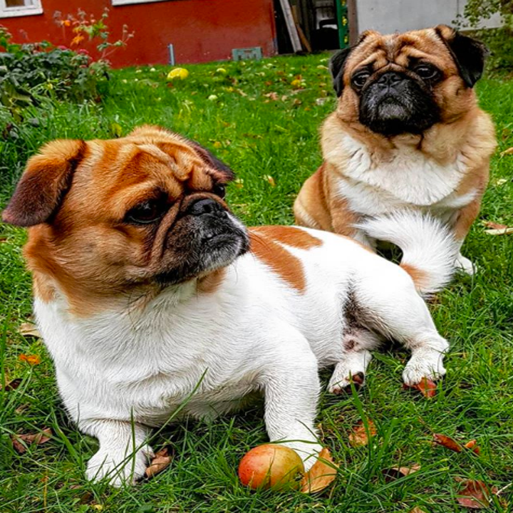 18 Pug Mixes That You'll Wanna Squeeeeeeeeeesh