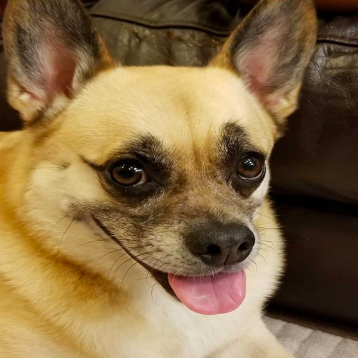 18 Pug Mixes That You'll Wanna Squeeeeeeeeeesh