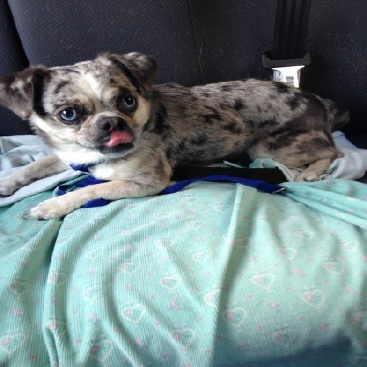 18 Pug Mixes That You'll Wanna Squeeeeeeeeeesh