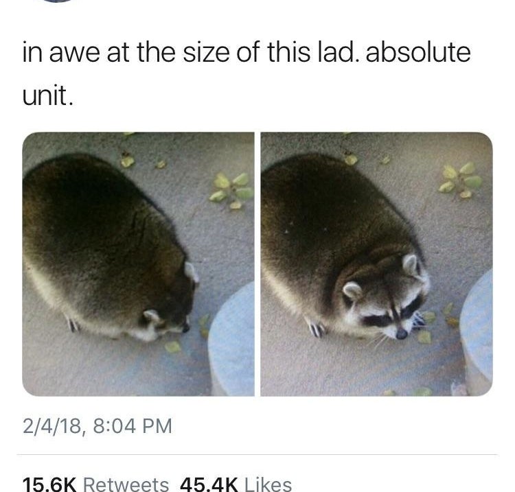 19 Trash Pandas Guaranteed To Brighten Your Day