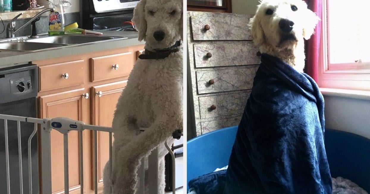 Literally Just 18 Dogs Fulfilling All Your Expectations Of Dogs