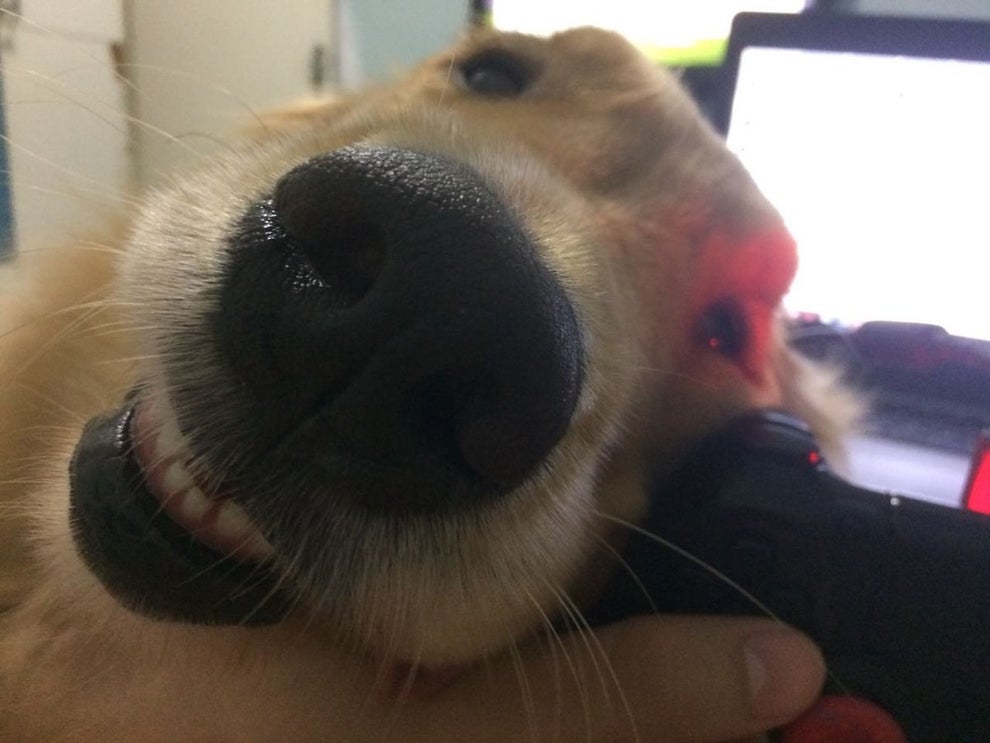 15 Photos Of Extremely Sleepy And Snuggly Dogs That You Need To See Today