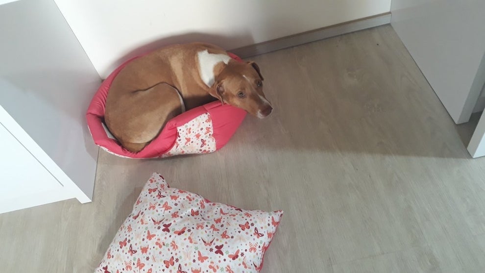 15 Photos Of Extremely Sleepy And Snuggly Dogs That You Need To See Today