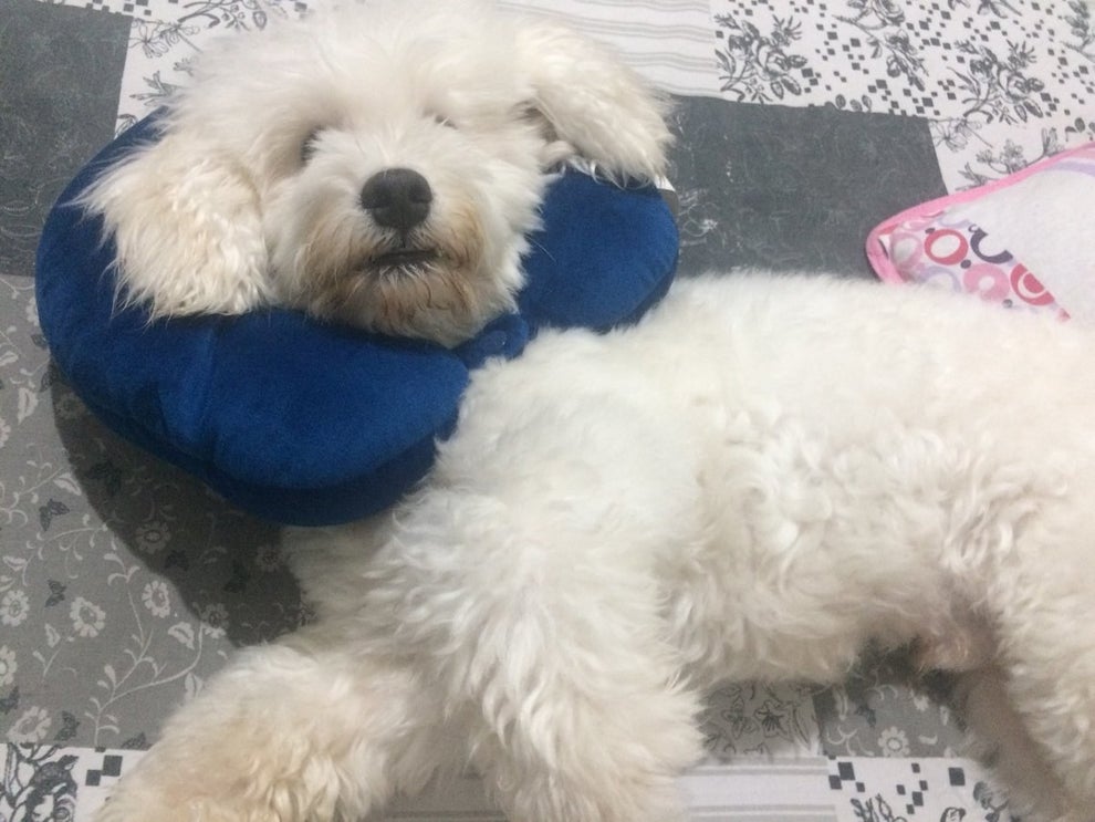 15 Photos Of Extremely Sleepy And Snuggly Dogs That You Need To See Today