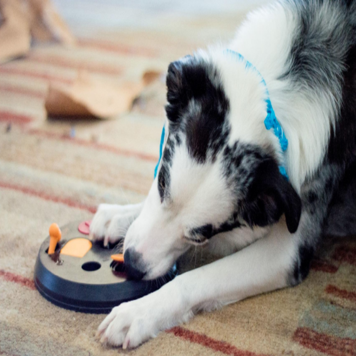 The Ultimate Guide To Products You'll Need To Care For Your First Dog