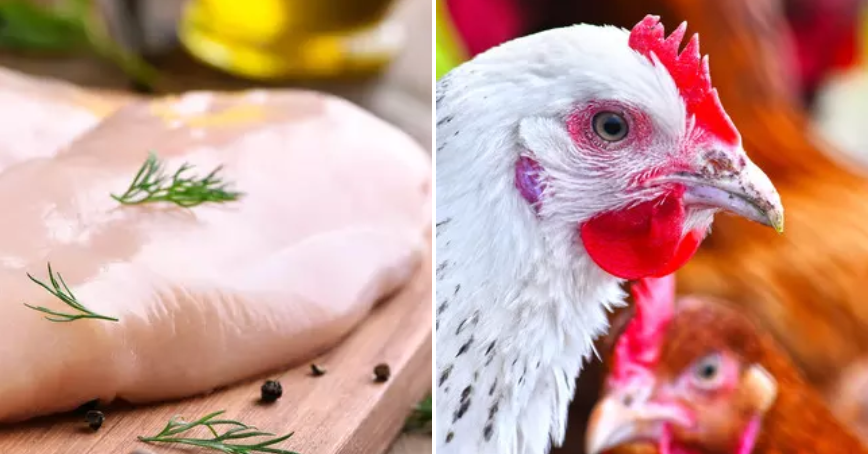 Raw Chicken Contaminated With Antibiotic-Resistant Salmonella Has ...