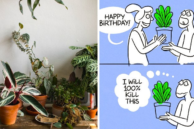 Plant Killer Memes Cat Plant Killer Funny Birthday Cards For Plant