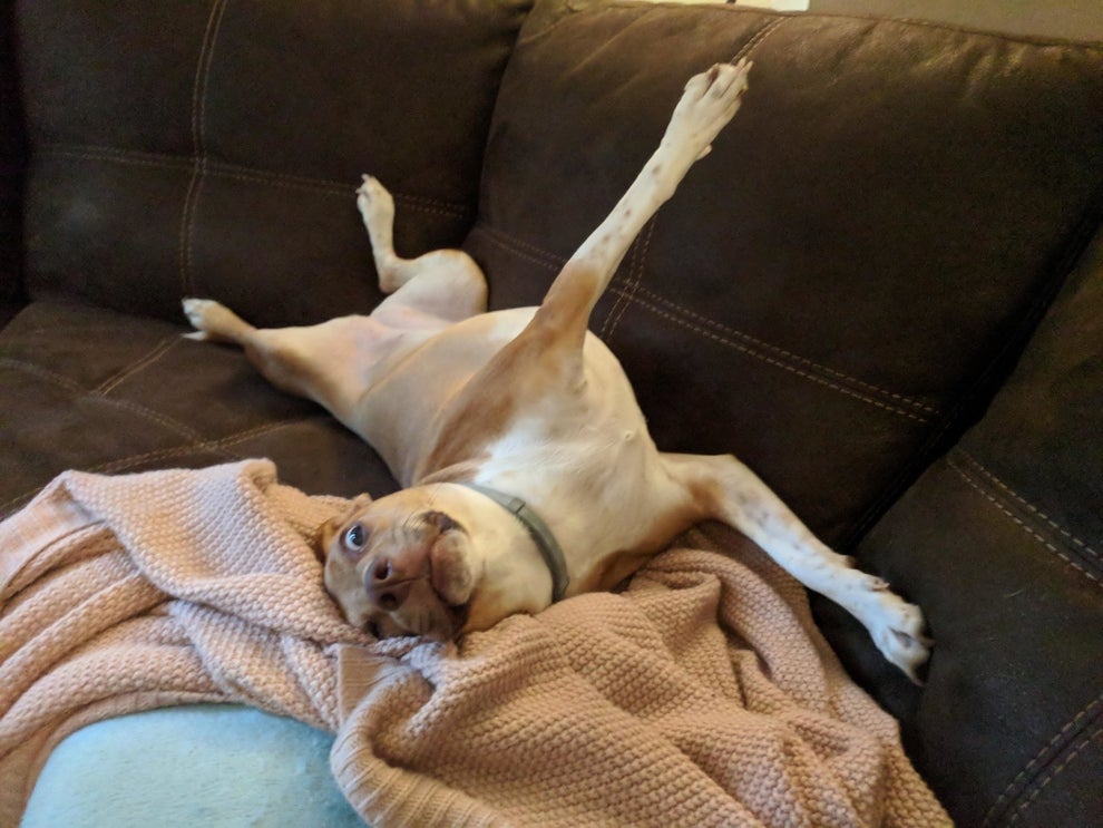 18 Derpy Dogs Just Derping All Over The Dang Place